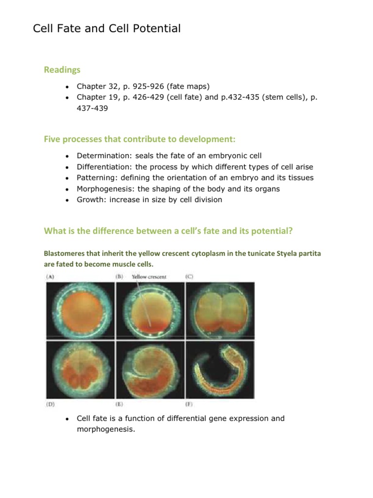 Cell Fate and Cell Potential | PDF | Cellular Differentiation | Stem Cell