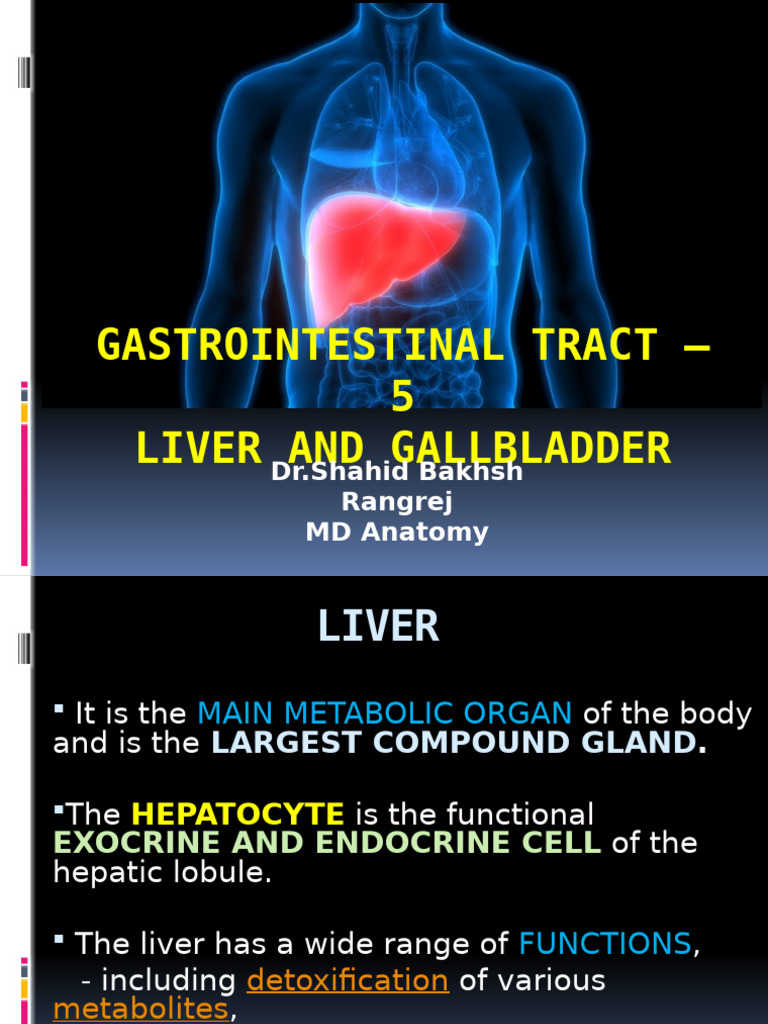 Lect. 24 GIT 5 | PDF | Liver | Bile