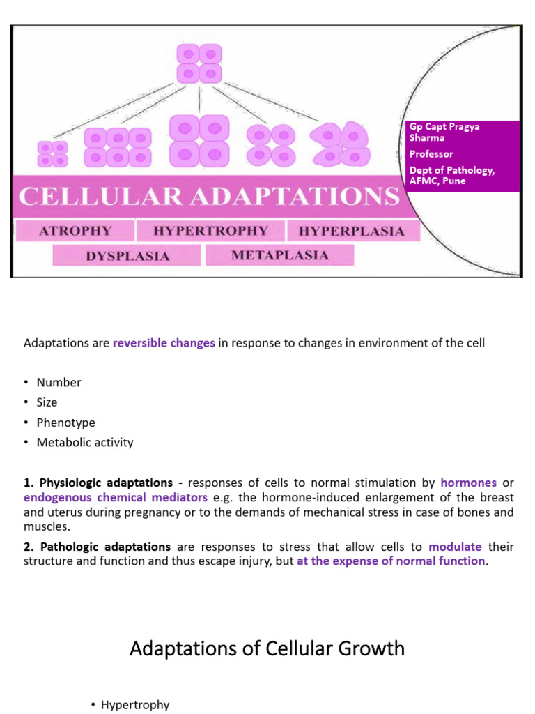 Cellular adaptations _compressed | PDF | Epithelium | Anatomy