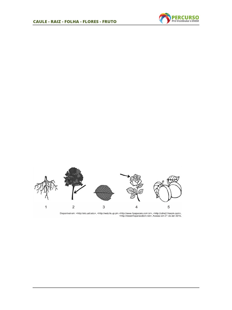 QUESTAO Biologia2 Caule Raiz Folha Flores Frutos | PDF | Flores | Raiz