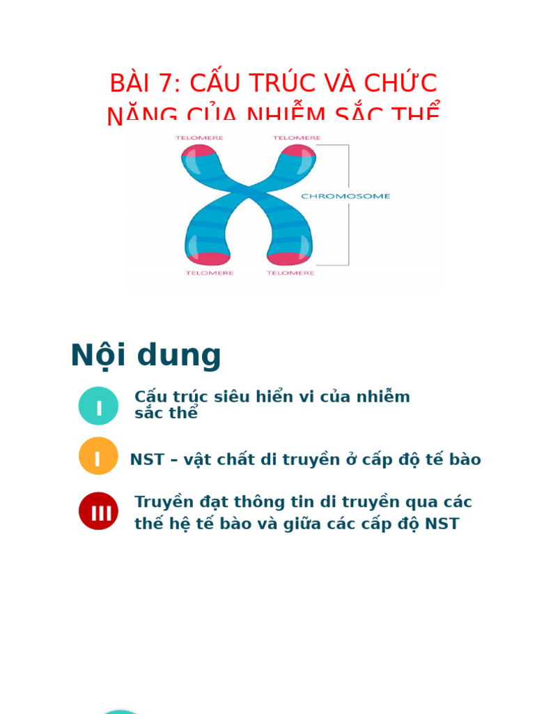 KNTT Bai 7 Cau Truc Va Chuc Nang Cua Nhiem Sac The | PDF
