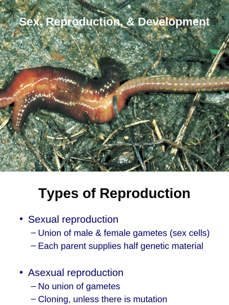 Mammals Reproduction | PDF | Sexual Reproduction | Embryo