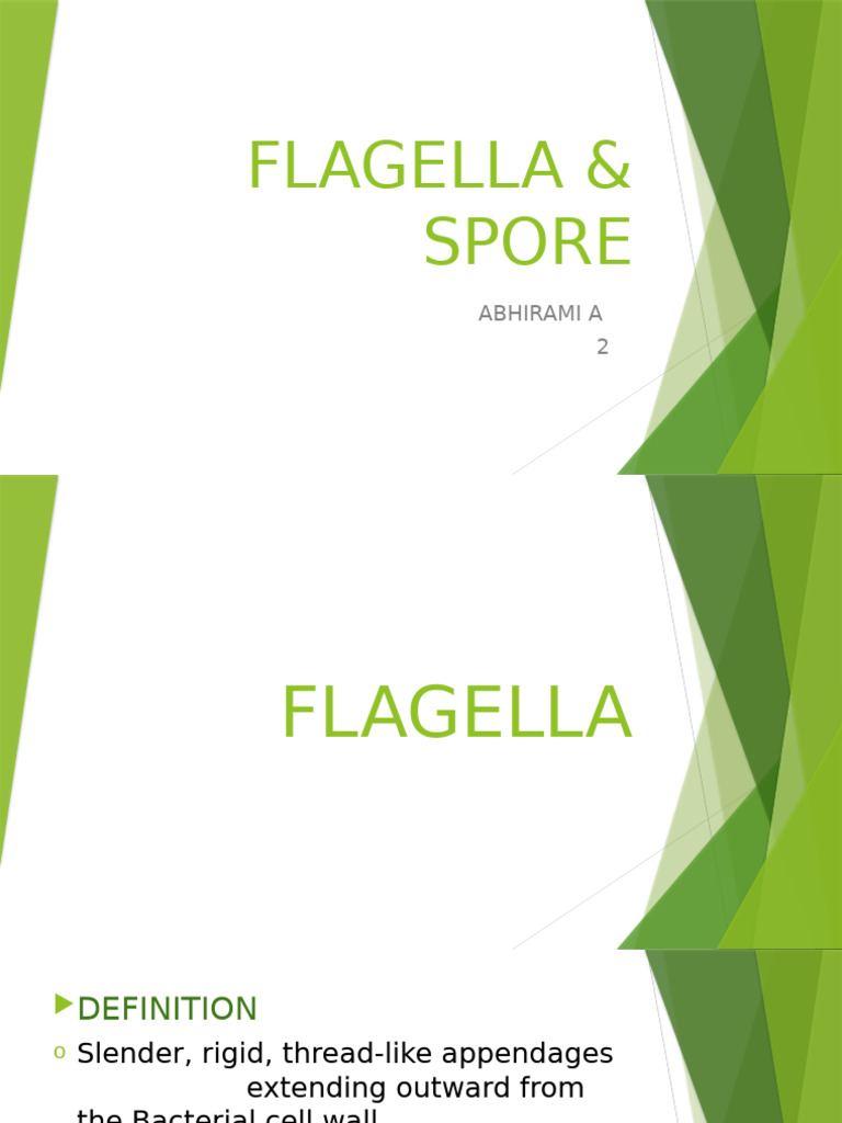 Flagella & Spore 2 | PDF | Bacteria | Microorganism