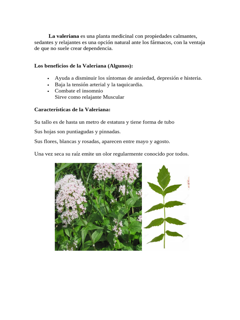 Beneficios de Valeriana y Flor de Overo | PDF | Salud y bienestar