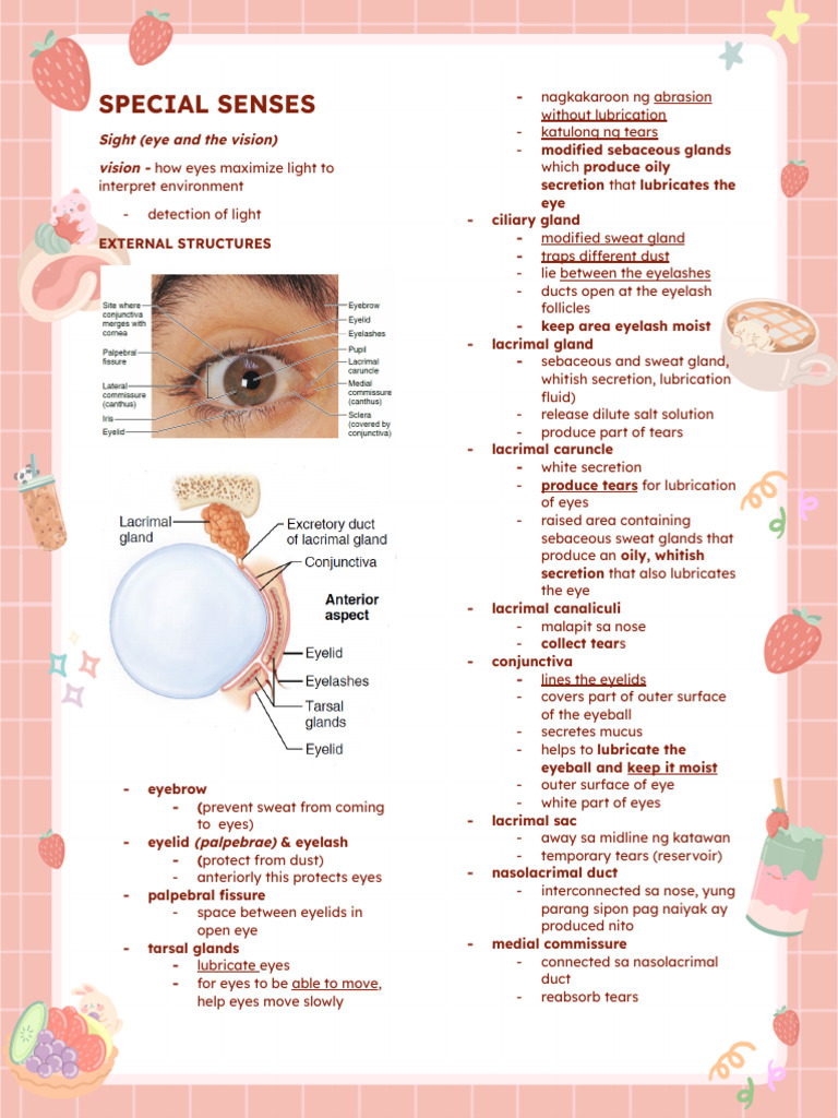 Anatomy & Physiology Special Senses | PDF | Ear | Auditory System