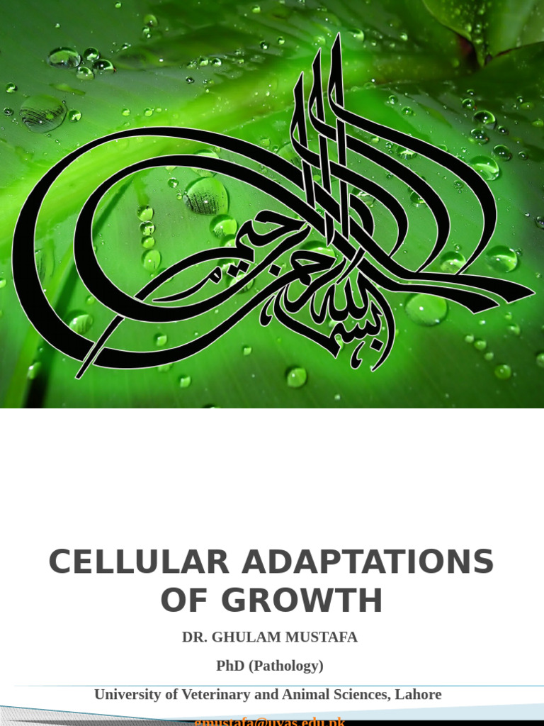 Lecture 3-Cellular Adaptations of Growth | PDF | Epithelium | Medical ...