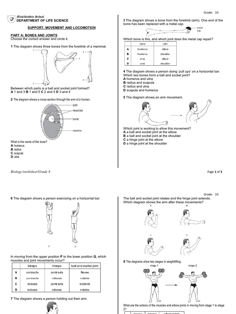 Bones Worksheet | PDF | Arm | Shoulder