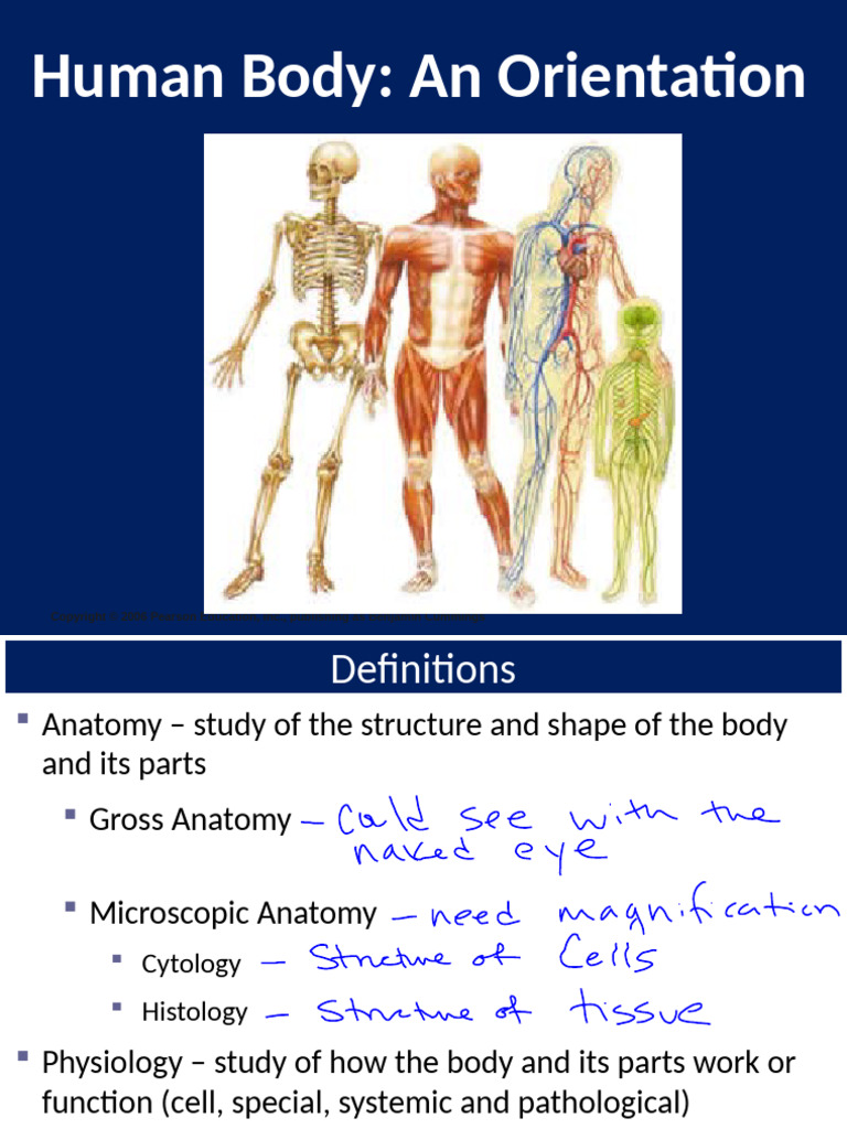 6 Notes Human Body An Orientation 2425 | PDF | Homeostasis | Physiology