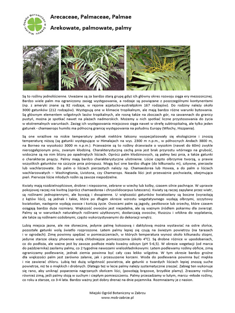 Arecaceae Palmaceae Palmae | PDF
