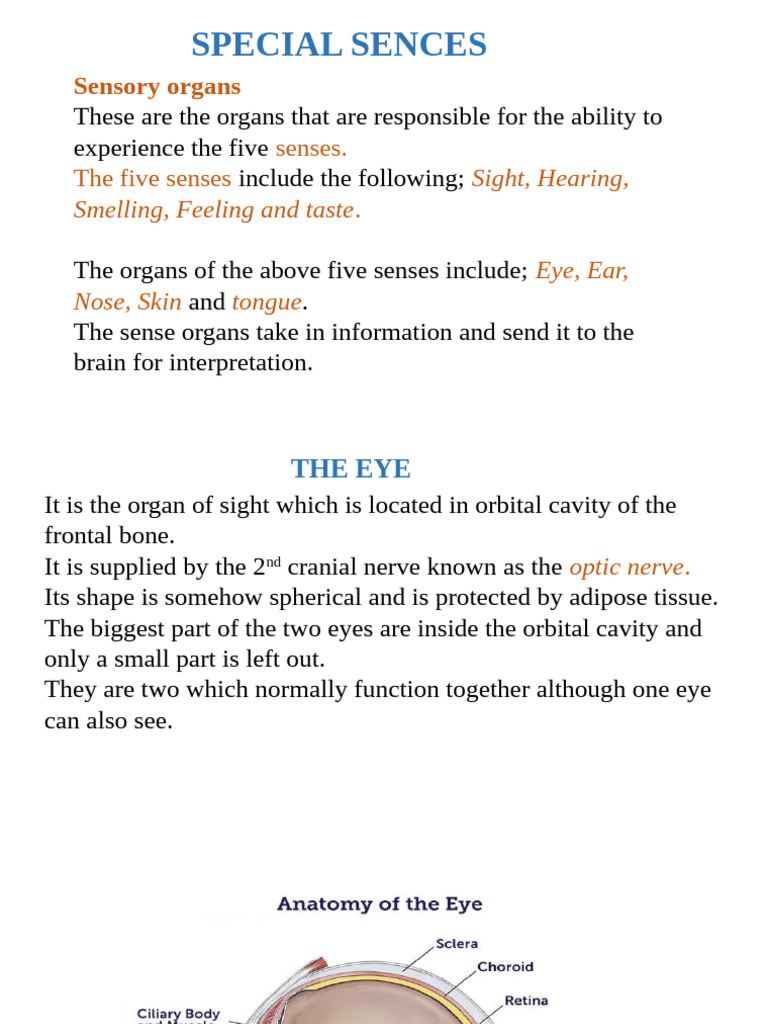 Special Senses 1 | PDF | Ear | Auditory System