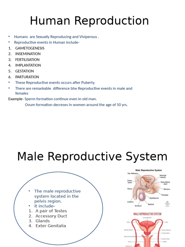 Human Reproduction | PDF | Testicle | Menstrual Cycle