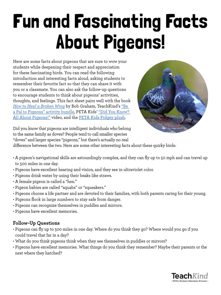 Fascinating Facts About Pigeons | PDF | Columbidae | Birds