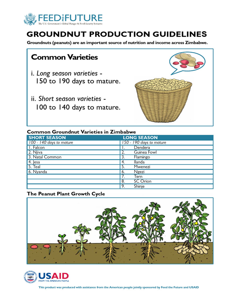 GROUNDNUT_PRODUCTION_GUIDELINES_final_(ENGLISH) | PDF | Peanuts ...