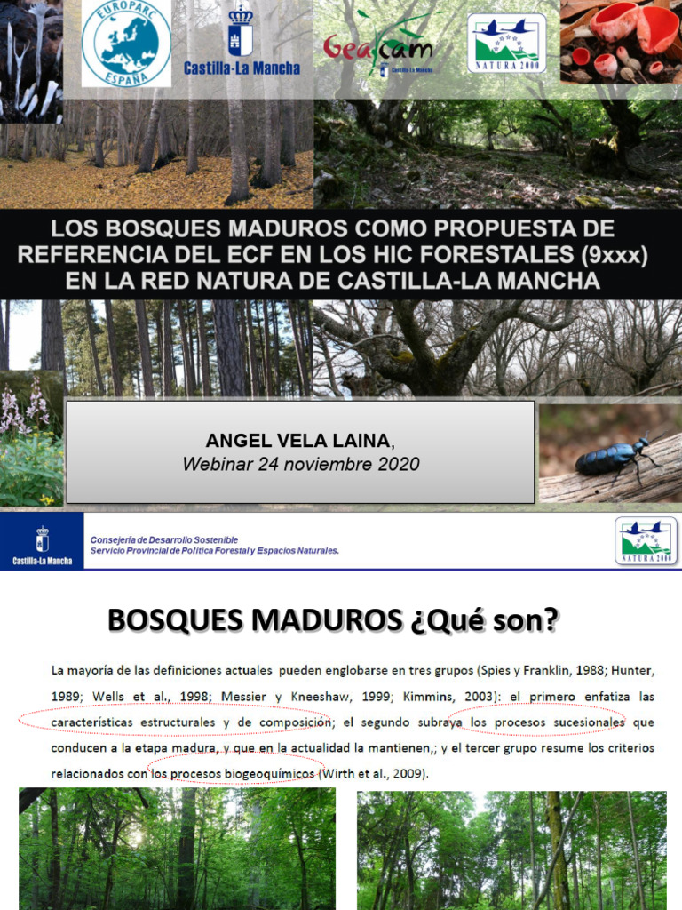 Bosques Maduros: Gestión y Conservación | PDF | Habitat | Arboles