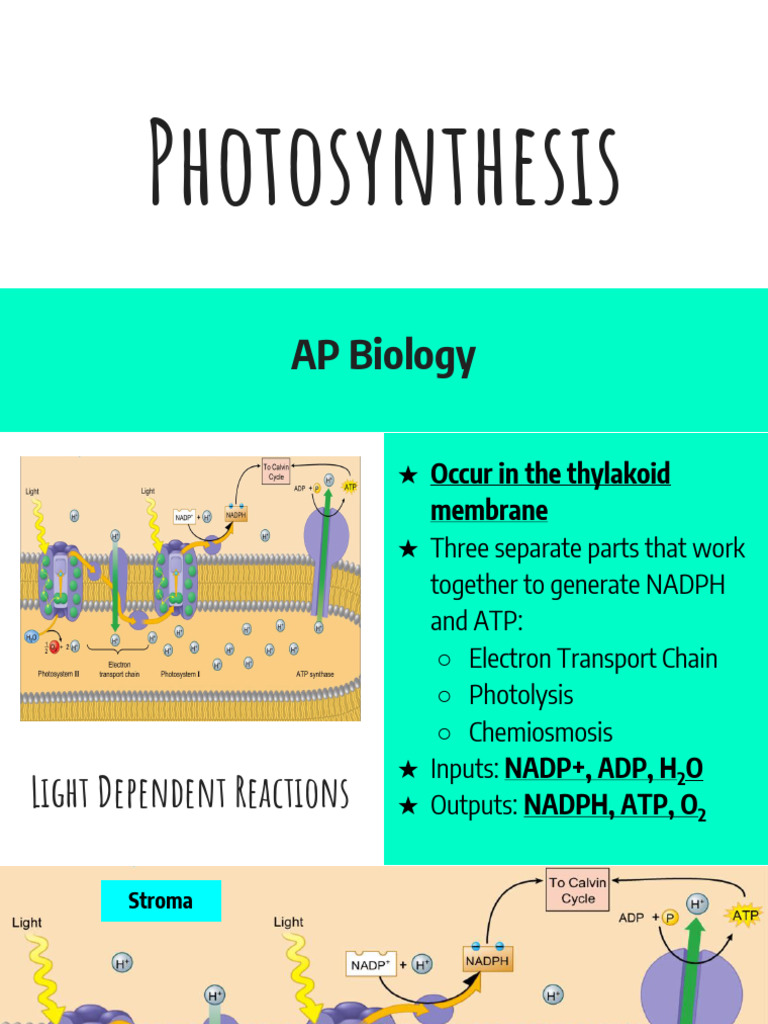 U3 2 Photosynthesis in Depth | PDF | Photosynthesis | Adenosine ...