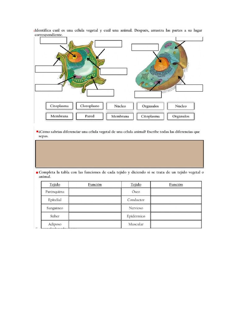 Actividades célula animal y vegetal | PDF