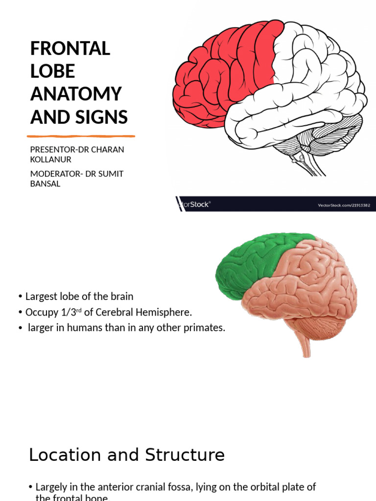 Frontal Lobe Anatomy (Auto-Saved) | PDF | Frontal Lobe | Dorsolateral ...