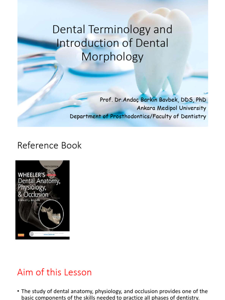 Dental Terminology First Lesson 2021-2022 | PDF | Dental Anatomy ...