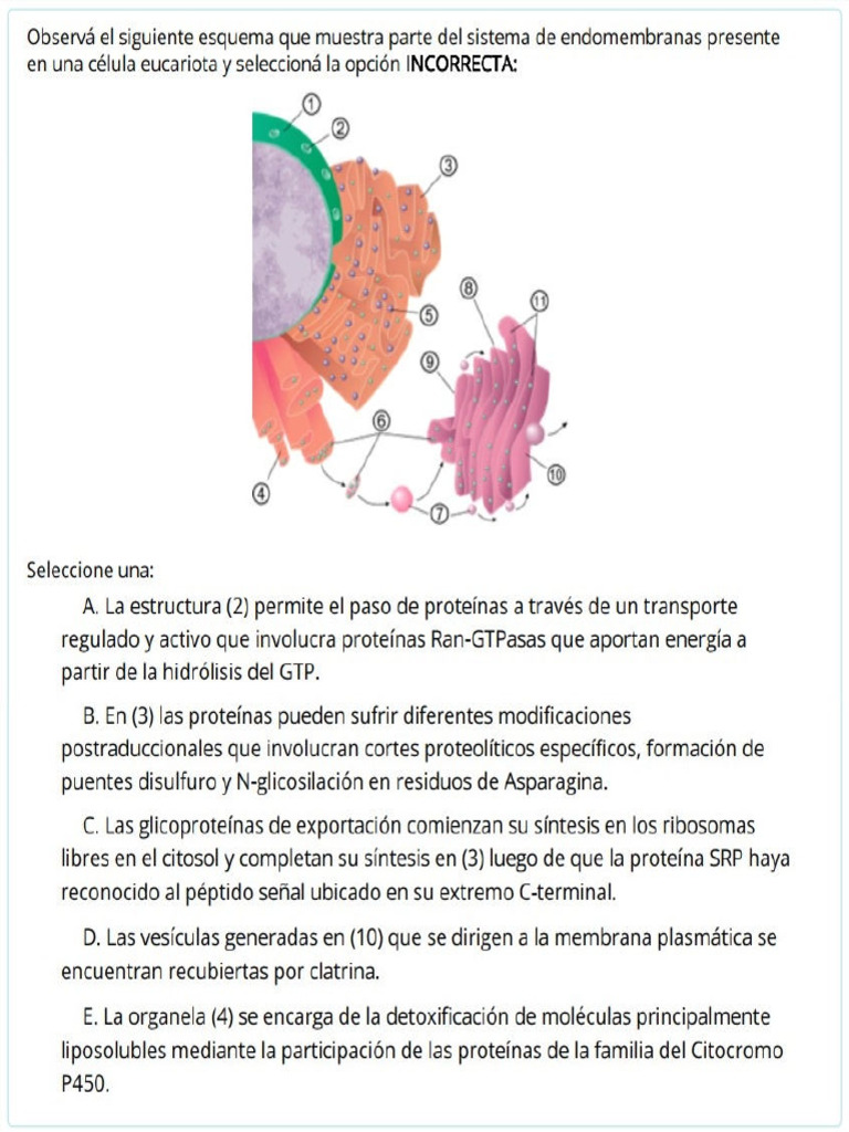 Membranas Internas II | PDF
