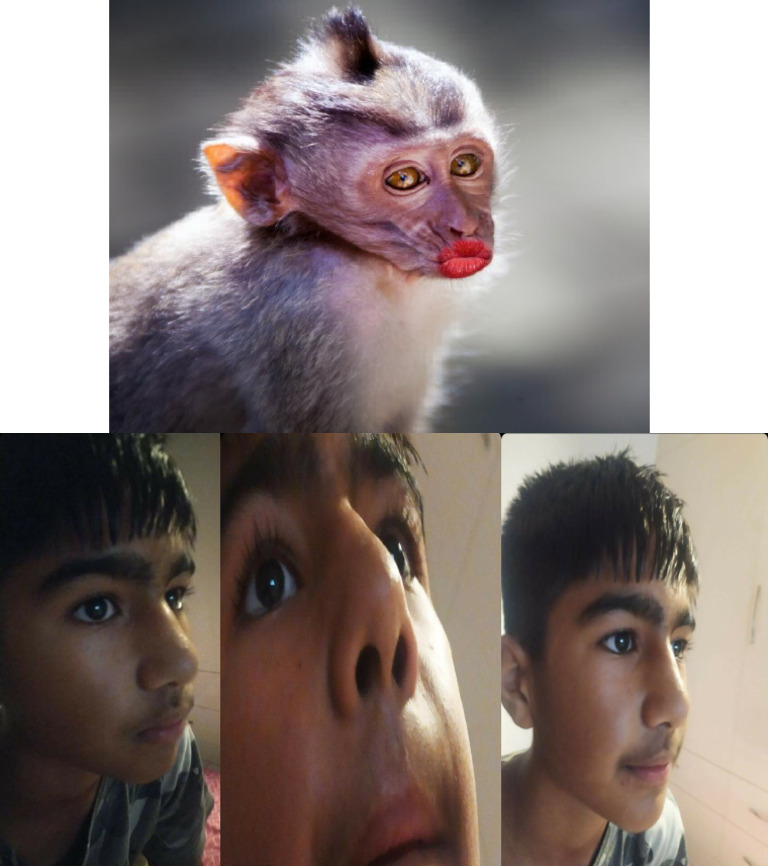 Monkey | PDF