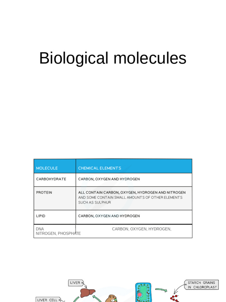 Y9 - 4. Biological Molecules | PDF
