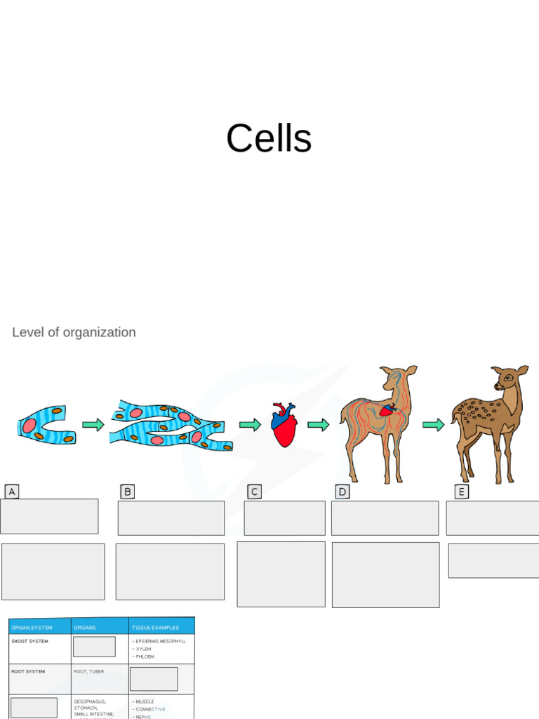 Y9 - 2. Cells | PDF | Science & Mathematics