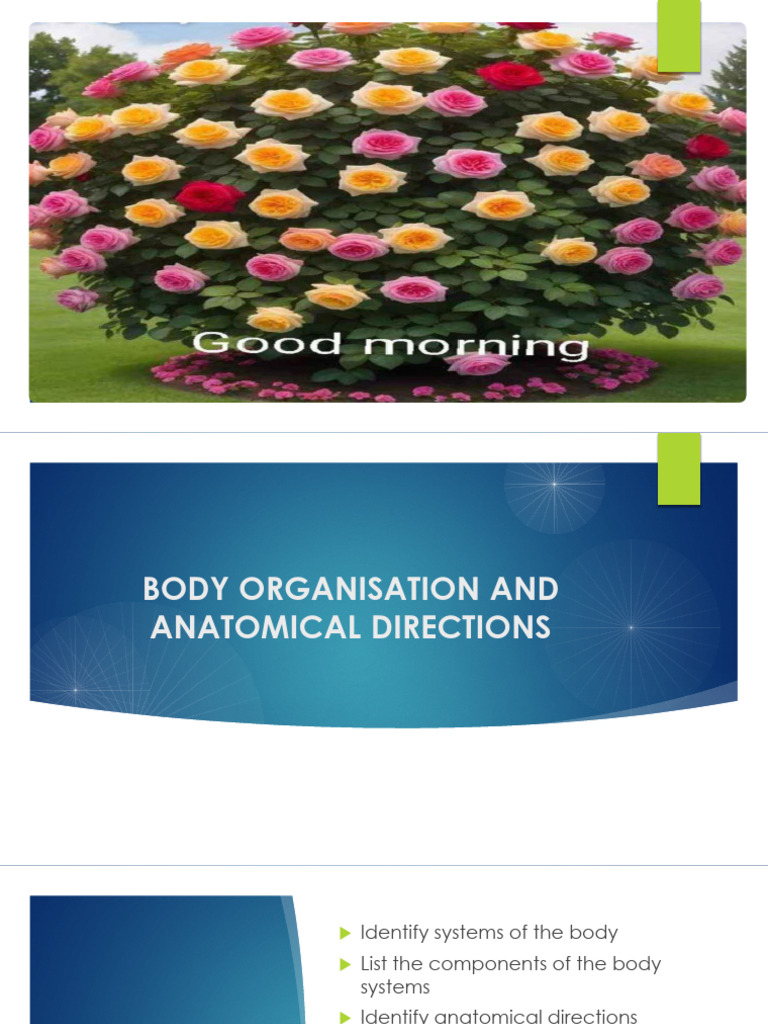2-Body Organisation and Anatomical Directions | PDF | Abdomen ...