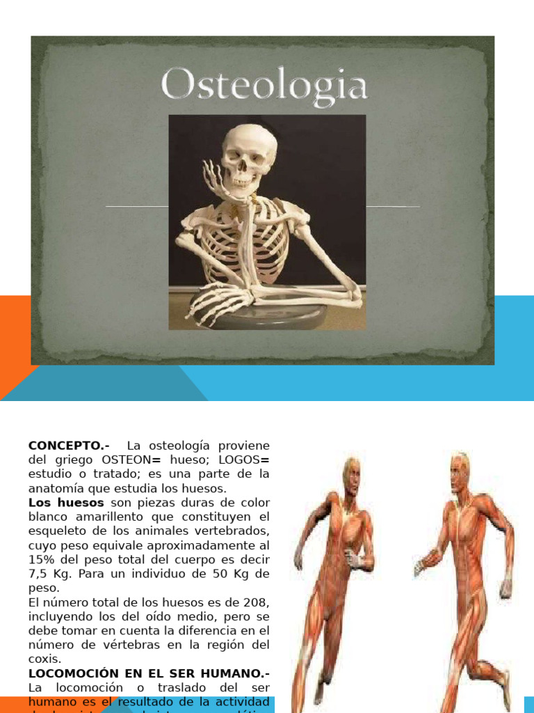 Generalidades de Osteología y Huesos | PDF | Hueso | Esqueleto