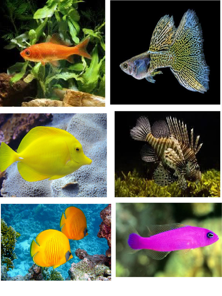Peces 1 | PDF