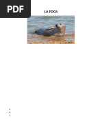 Conejo de mar: características y toxicidad | PDF | Huevo | Zoología