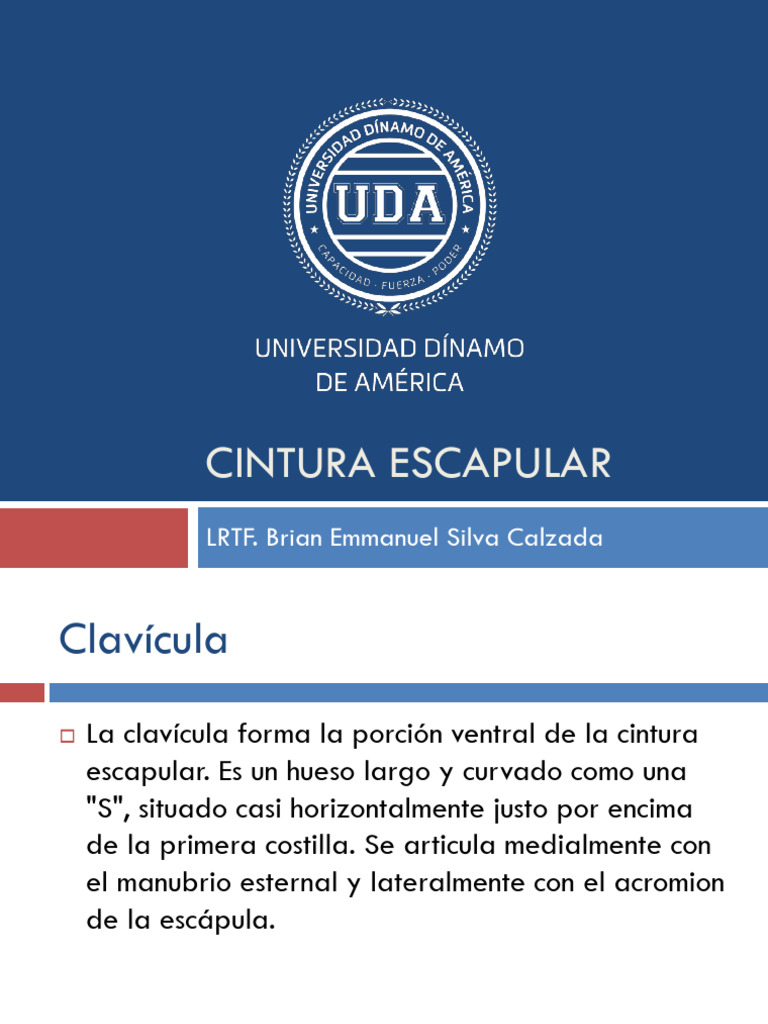 Cintura Escapular y M | PDF | Sistema musculoesquelético | Anatomía humana