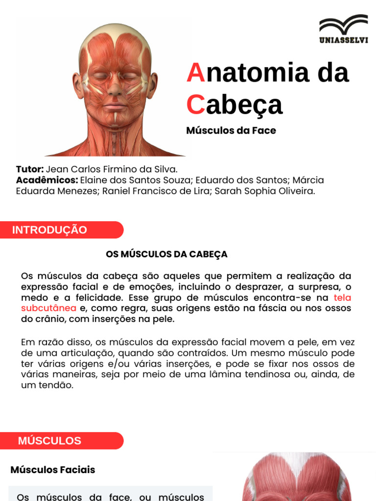 Anatomia - Ossos da face | PDF | Orelha | Anatomia humana