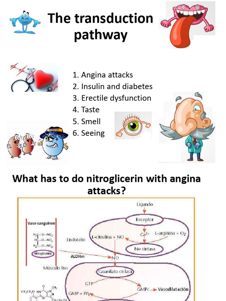 The Transduction Pathway Final | PDF