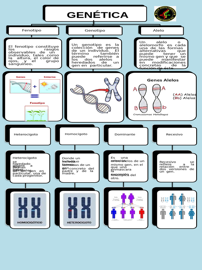 Mapa Conceptual de La Genetica 2024 6TO B | PDF | Alelo | Dominancia (Genética)