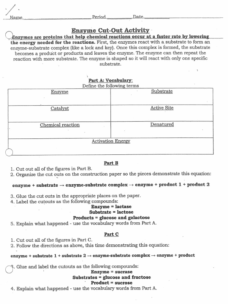 Enzyme Cut Out Activity | PDF