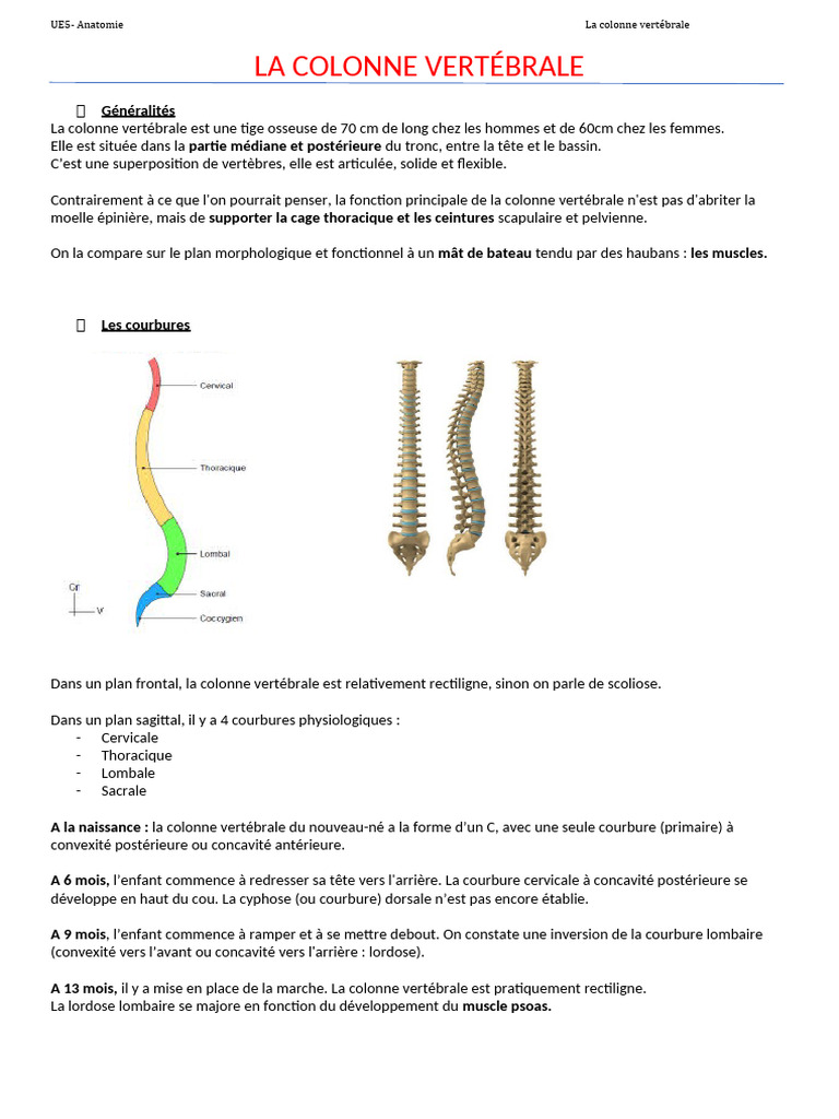 Anatomie de la colonne vertébrale | PDF | Vertèbre | Colonne vertébrale
