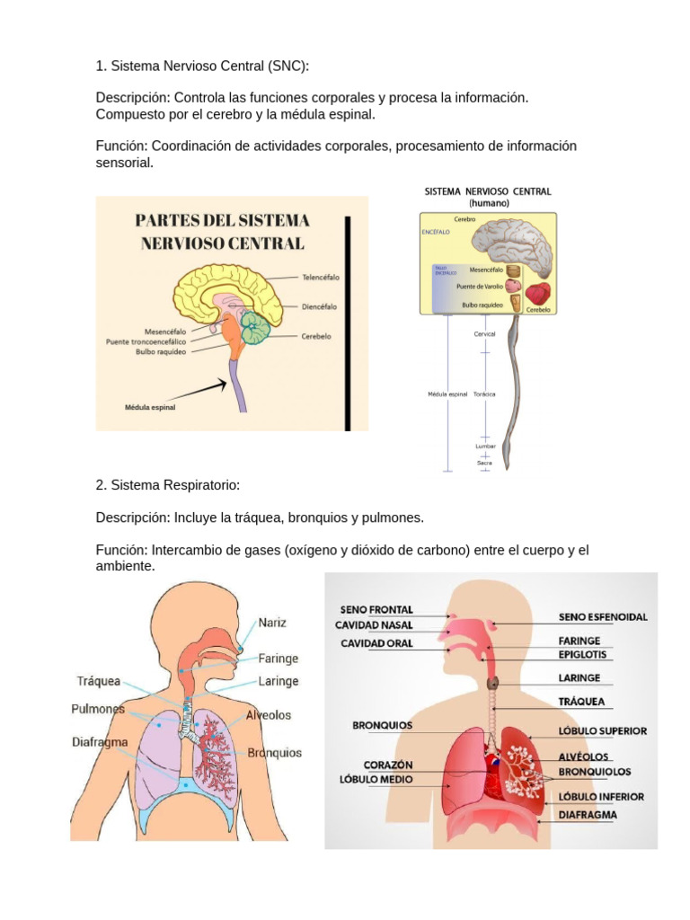 Sistemas y Sentidos | PDF | Salud y bienestar