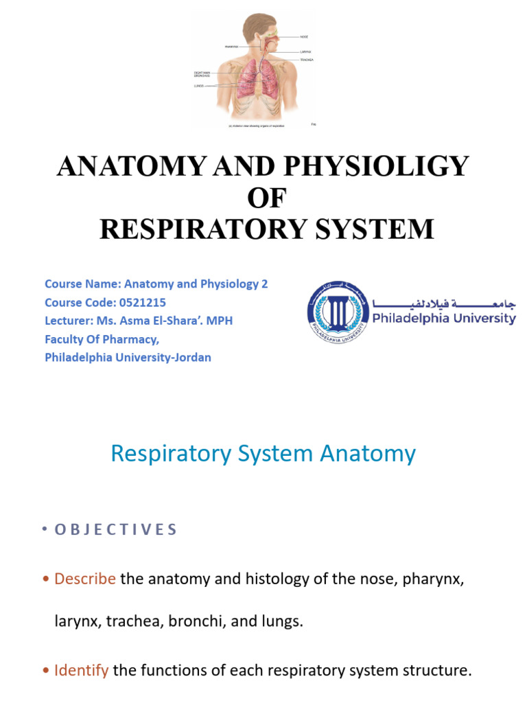 Week 6-8 Anatomy and Physiology of The Respiratory System Ms - Asma El ...