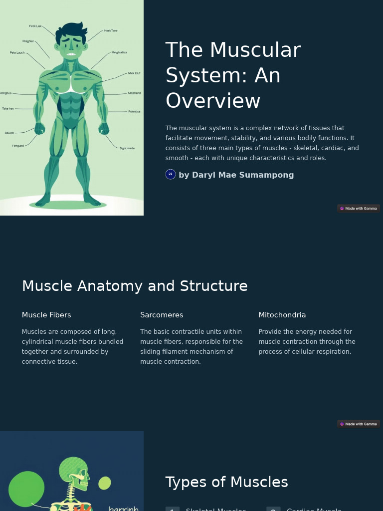 The-Muscular-System-An-Overview | PDF | Muscle | Cardiac Muscle