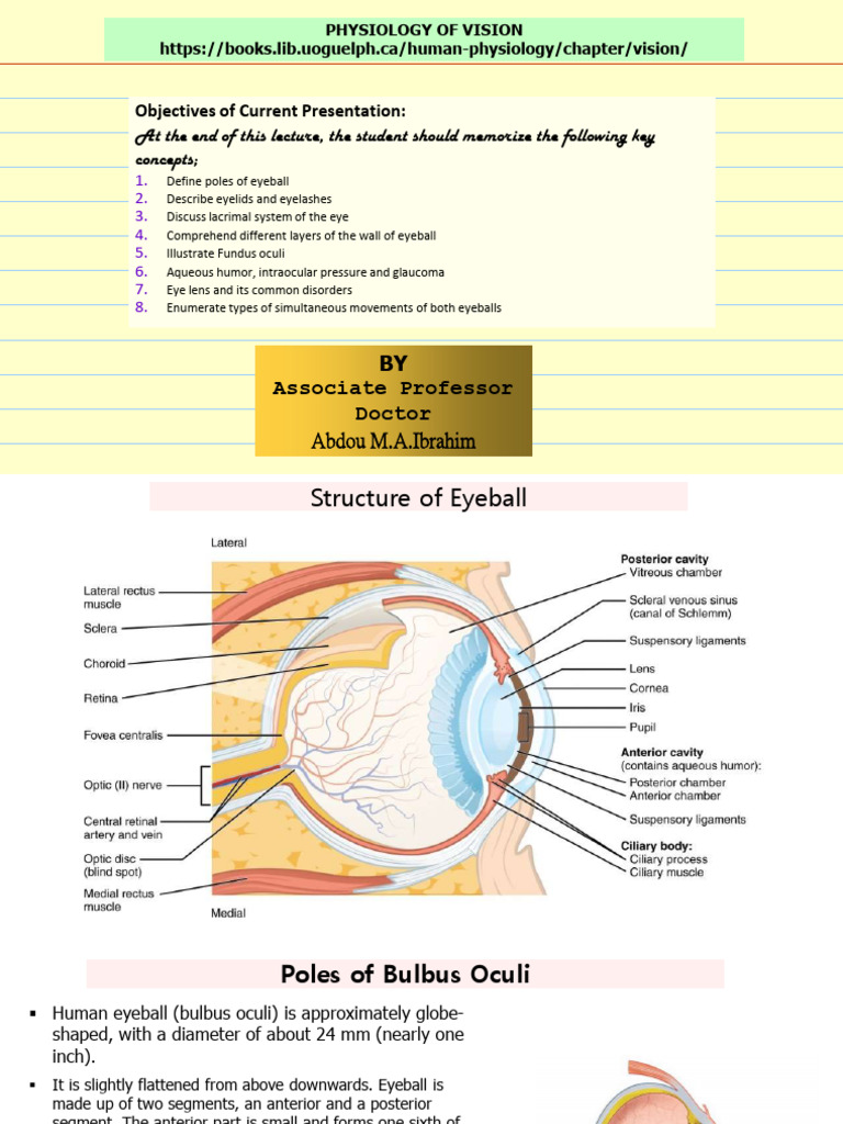 L1-MUST-SS-Eyeball-Fall 24-25 ST | PDF | Human Eye | Cornea