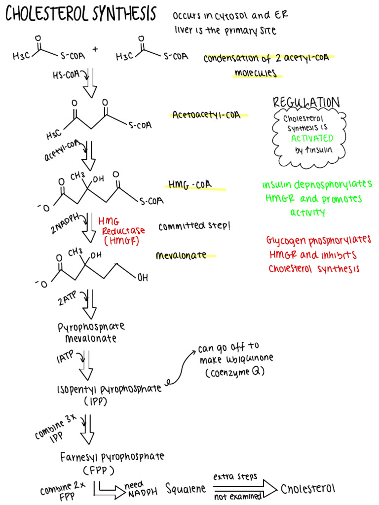 BIOCHEM Cholesterol Biosynthesis Summary Sheet | PDF | Metabolism ...