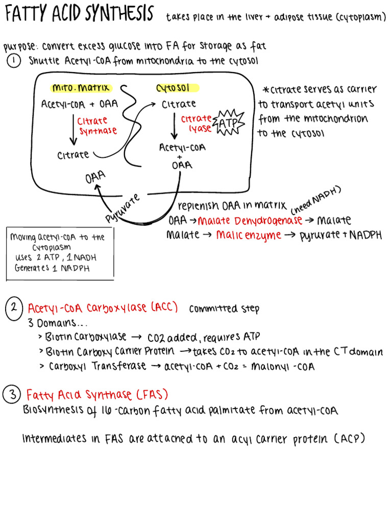 BIOCHEM Fatty Acid Synthesis Summary Sheet | PDF | Adenosine ...