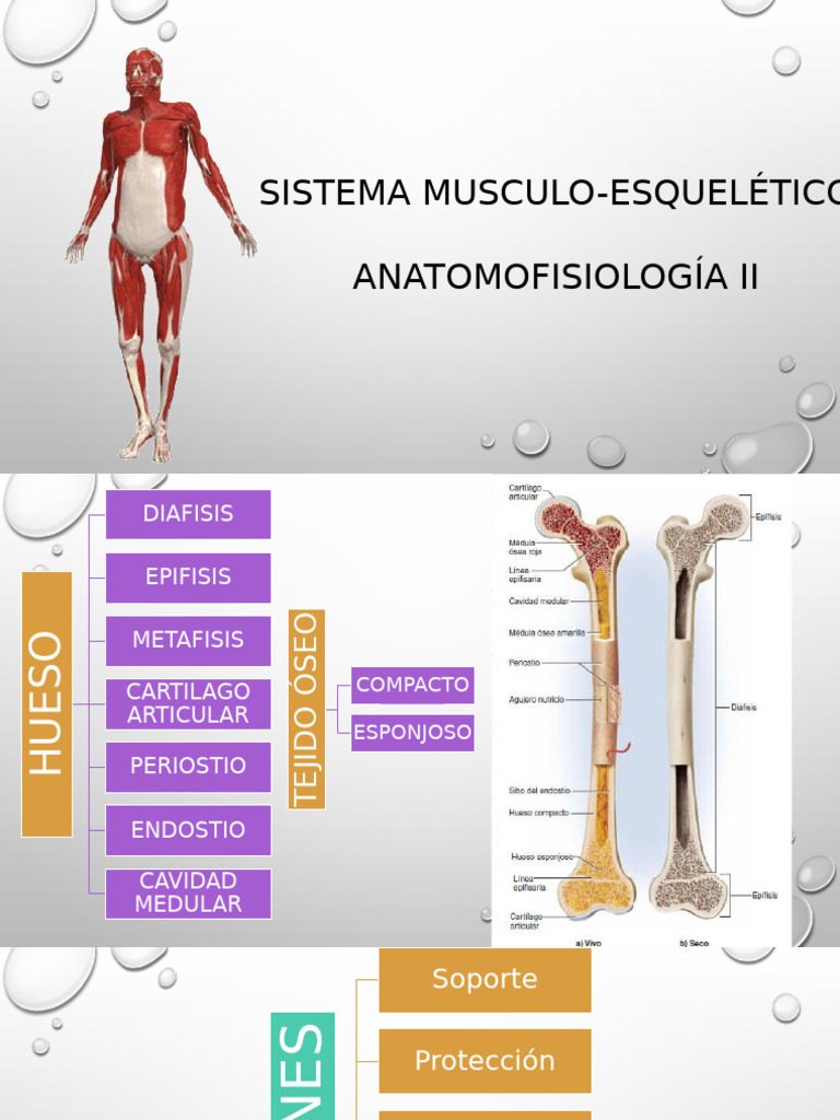 Sistema Musculo-Esquelético | PDF | Hueso | Músculo