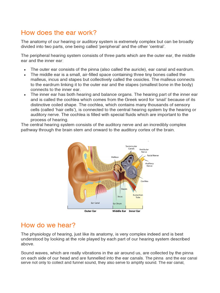 How Hearing Works | PDF | Ear | Hearing