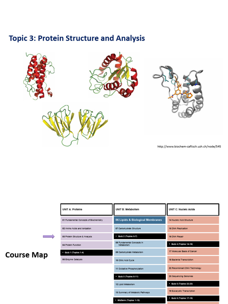 biochem - Topic 3 | PDF | Protein Structure | Proteins