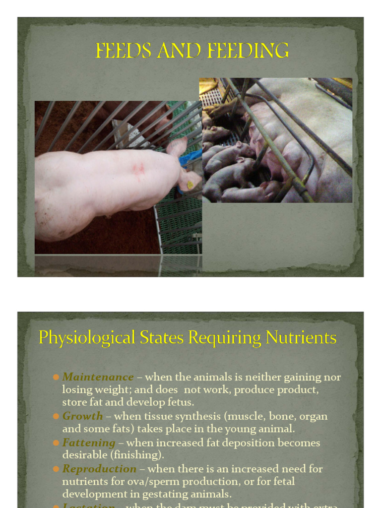 Pig Nutrition and Feeding Guide | PDF | Vitamin | Pig
