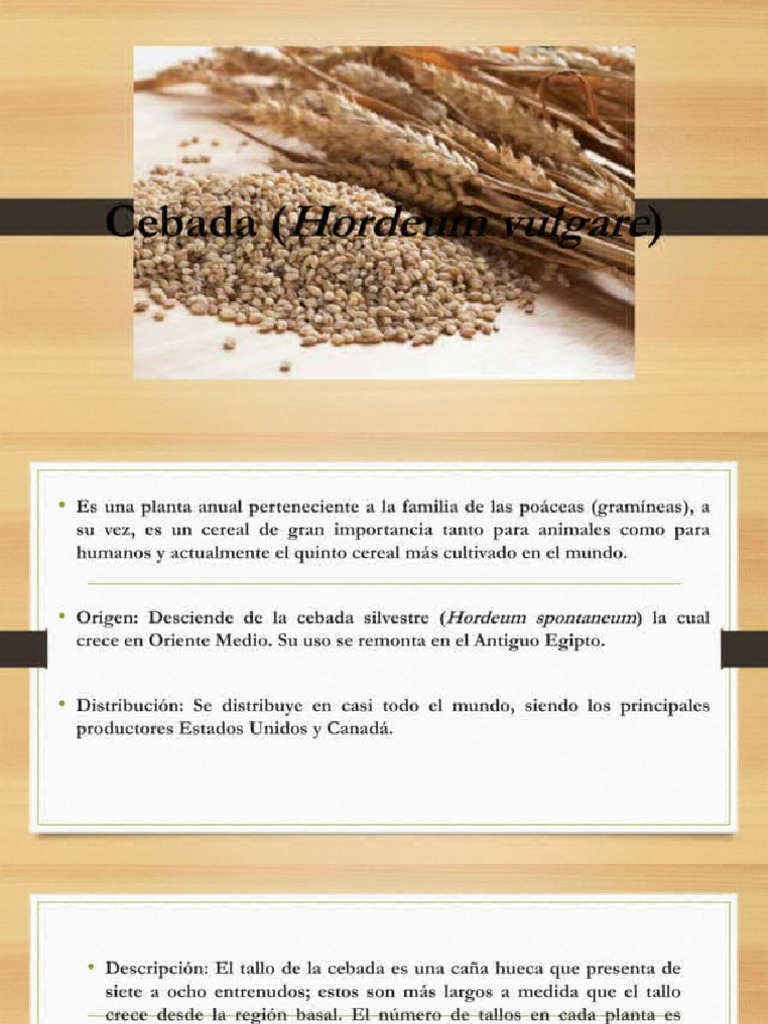 Cebada (Hordeum Vulgare) - 20240618 - 165207 | PDF