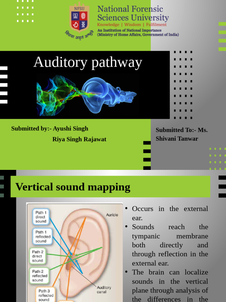 Auditory Pathway | PDF | Auditory System | Cognitive Science