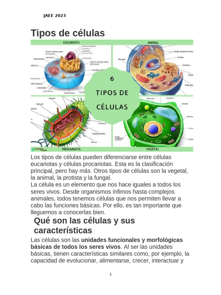Tipos de células | PDF | Biología Celular) | Mitocondria