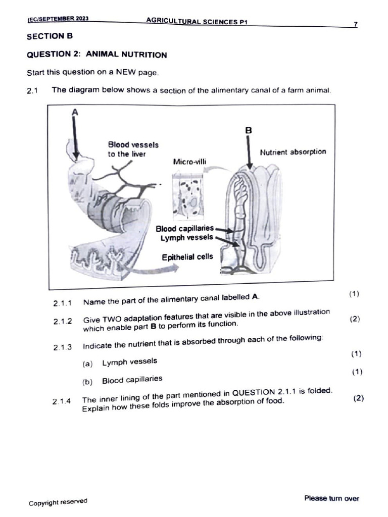 Nutrient Absorption in Farm Animals | PDF | Digestion | Small Intestine